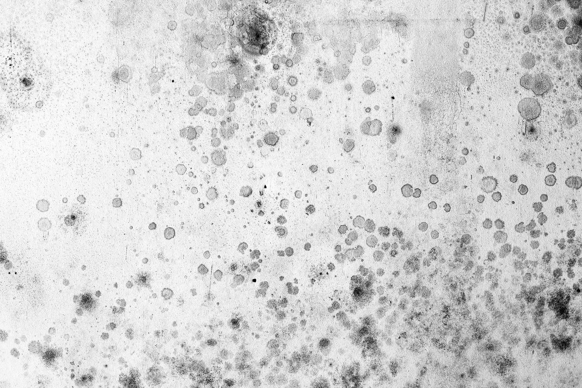 Why Is It Important To Control Mold At Its Roots VITAL OXIDE why-is-it-important-to-control-mold-at-its-roots-vital-oxide